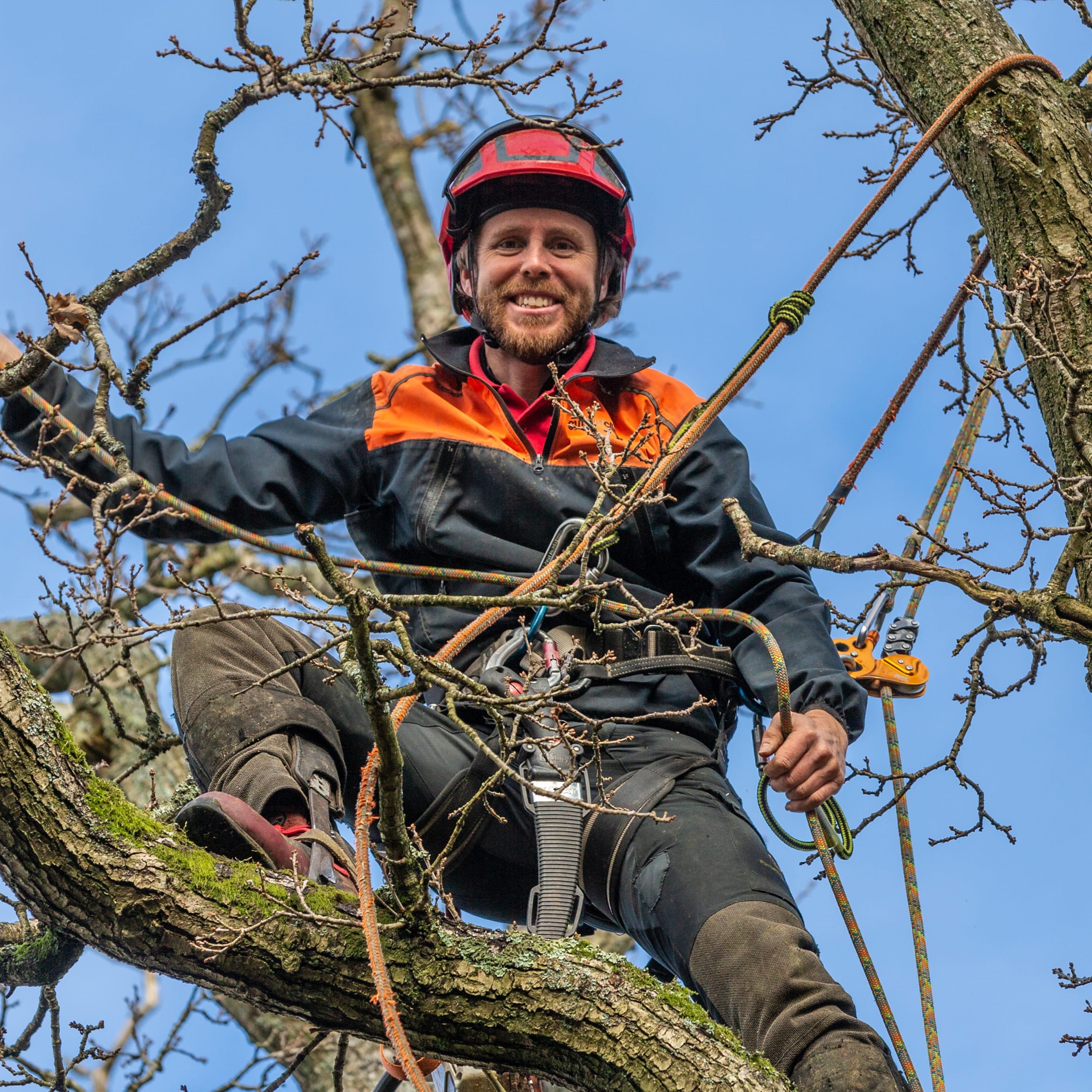Professional Tree Surgeons | LSR Tree Surgery | Kent And Sussex